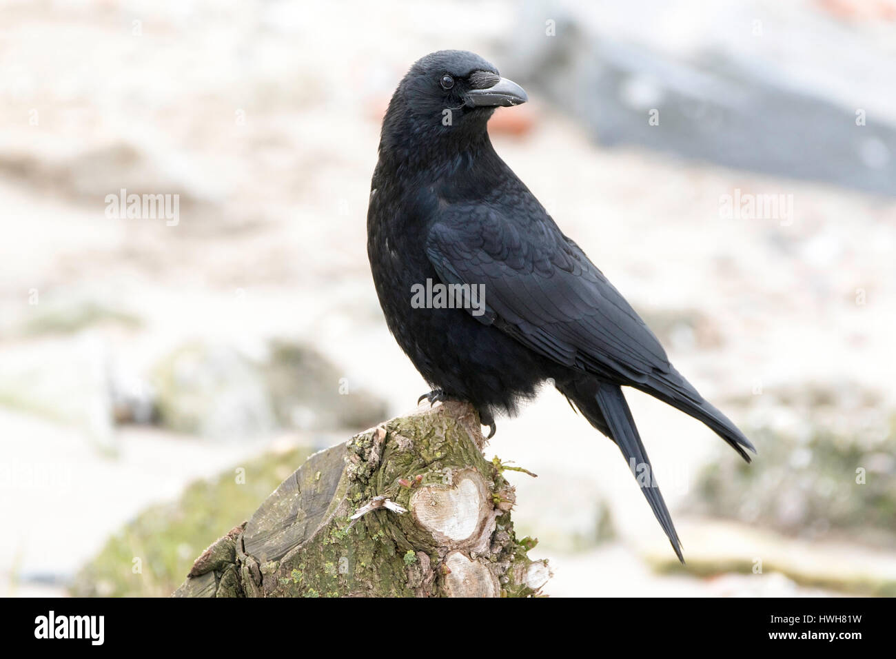 Raven crow, Germany, Hamburg, birds, raven crow, Corvus corone, Germany ...