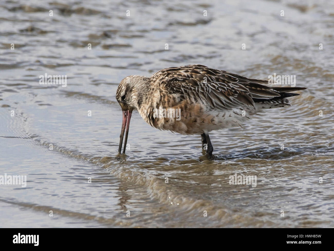 Snipe tailed bar hi-res stock photography and images - Alamy