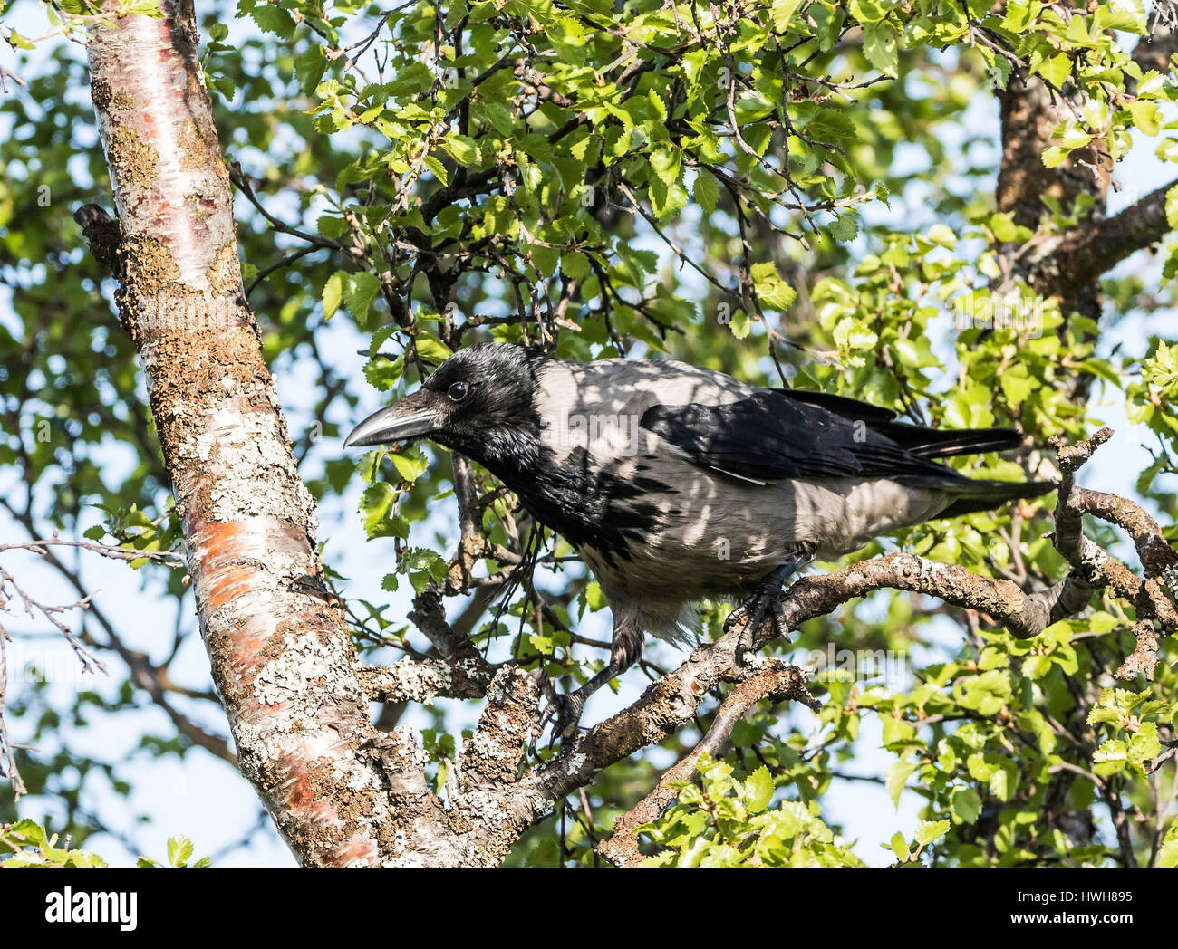 Nebulous plant hi-res stock photography and images - Alamy