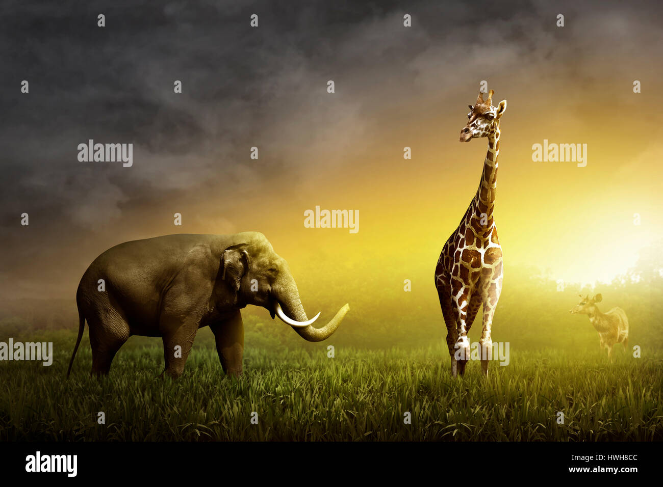 Elephant and giraffe together hi-res stock photography and images - Alamy