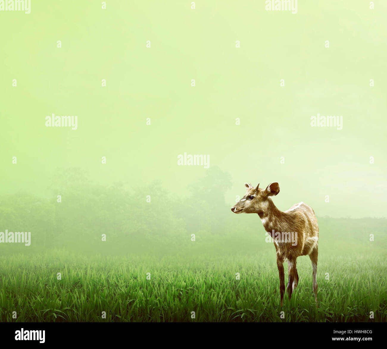 Female deer look inside the jungle. Animal wildlife concept Stock Photo ...