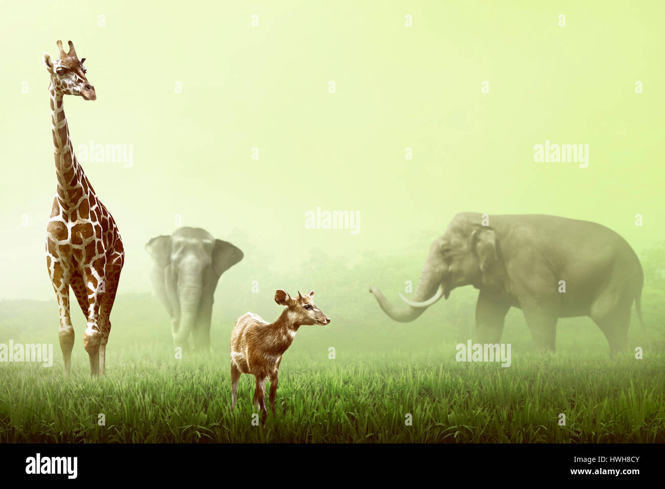 Elephant and giraffe together hi-res stock photography and images - Alamy