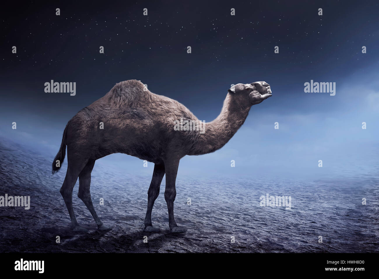 Camel night sky desert hi-res stock photography and images - Alamy