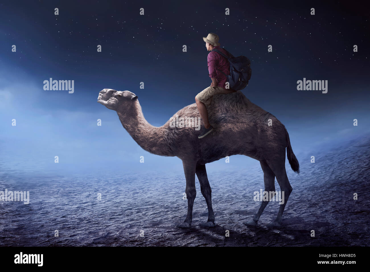 Camel night sky desert hi-res stock photography and images - Alamy