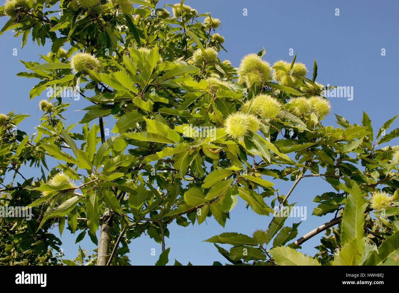 Sweet Chestnut fruits, Castanea sativa eating chestnut fruits, sweet ...