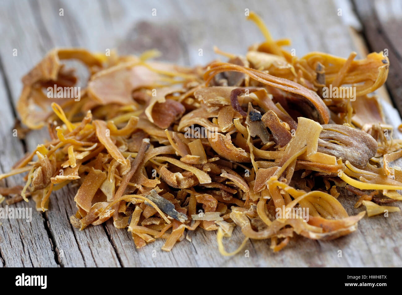 Nutmegs bloom, Myristica fragrans mace nutmeg plants, Myristicaceae ...