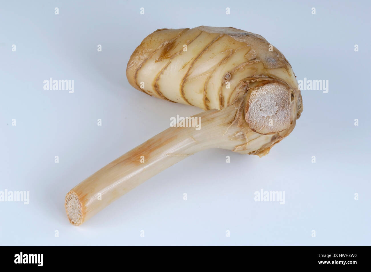 Greater Galangal rood, Alpinia galanga Galgantwurzel Gro ? ?er Galgant ...