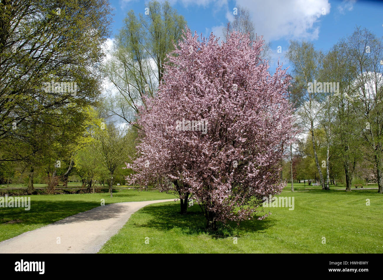 Cherry Plums Nigra, Prunus cerasifera, cherry plum Nigra, Prunus ...