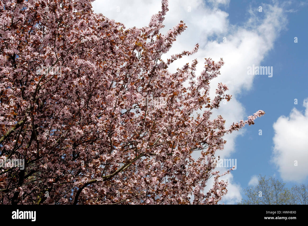 Cherry Plums Nigra, Prunus cerasifera, cherry plum Nigra, Prunus ...