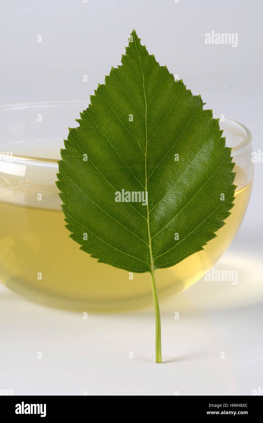 A cup of tea with birch, Betula pendula, A cup with birch tea, Betula ...