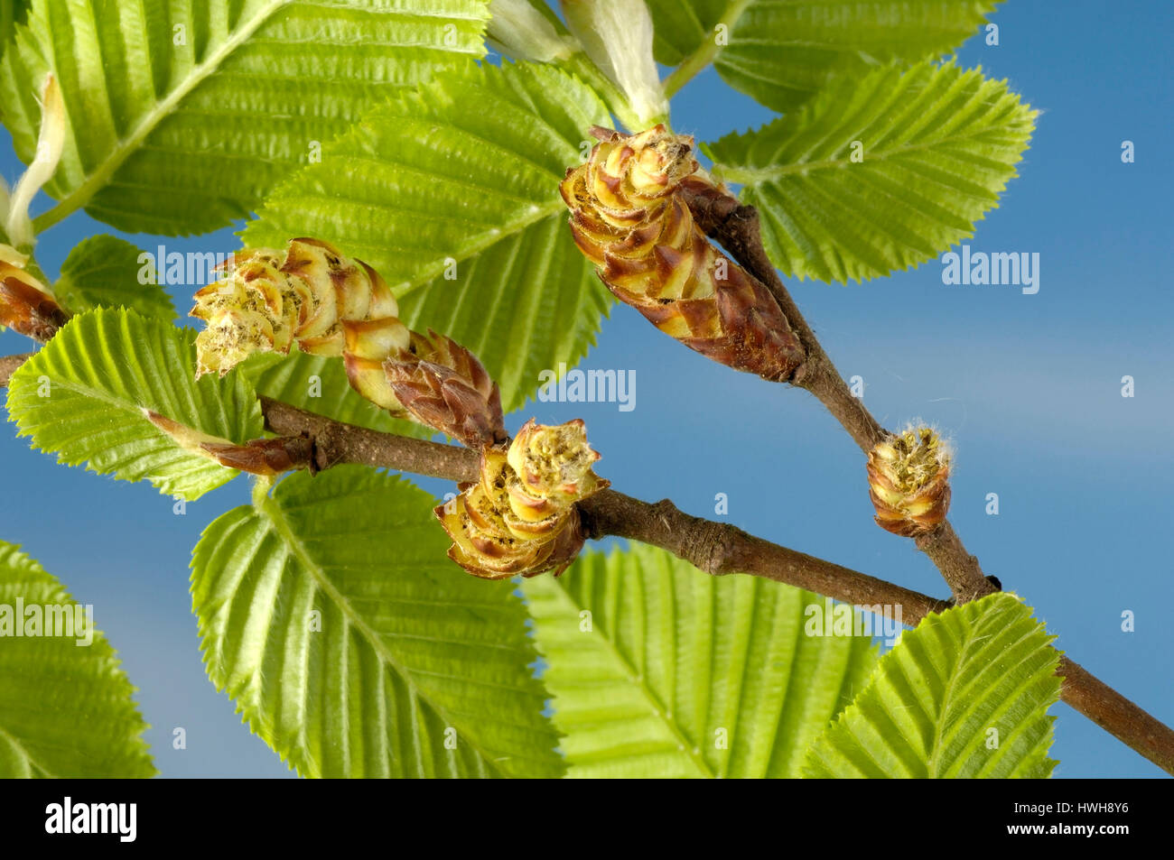 Hornbeam, leaves, Carpinus betulus, hornbeam, white beech, sheets ...
