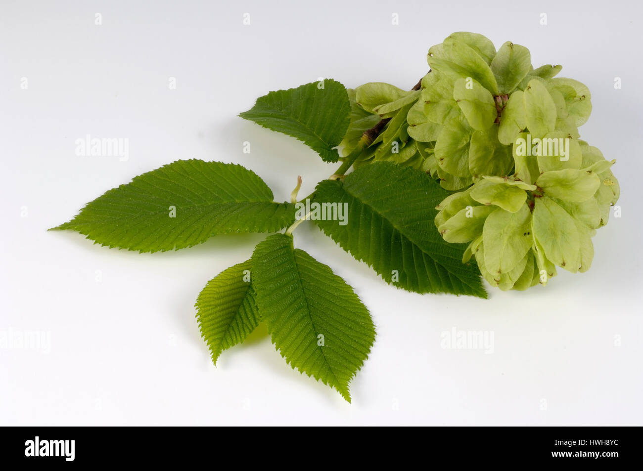 Dutch Elm, leaves and blossom, Ulmus minor, field elm, sheets and ...
