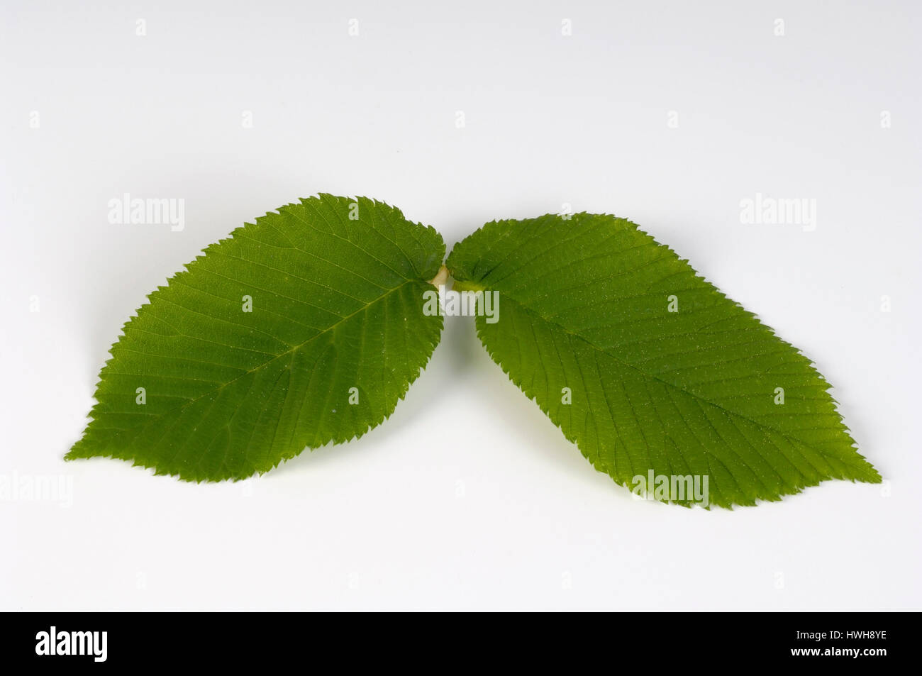 Dutch Elm Leaves Ulmus Minor Field Elm Sheets Ulmus Minor Elm Plants Ulmaceae Leaves