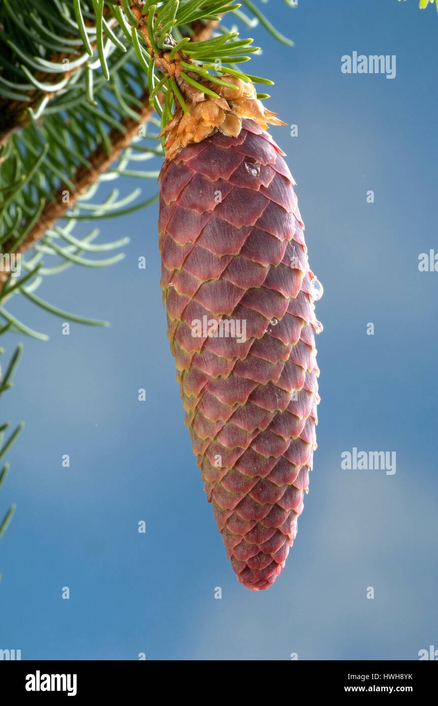 Norway Spruce, cone, Picea abies, common spruce, plug, Picea abies ...