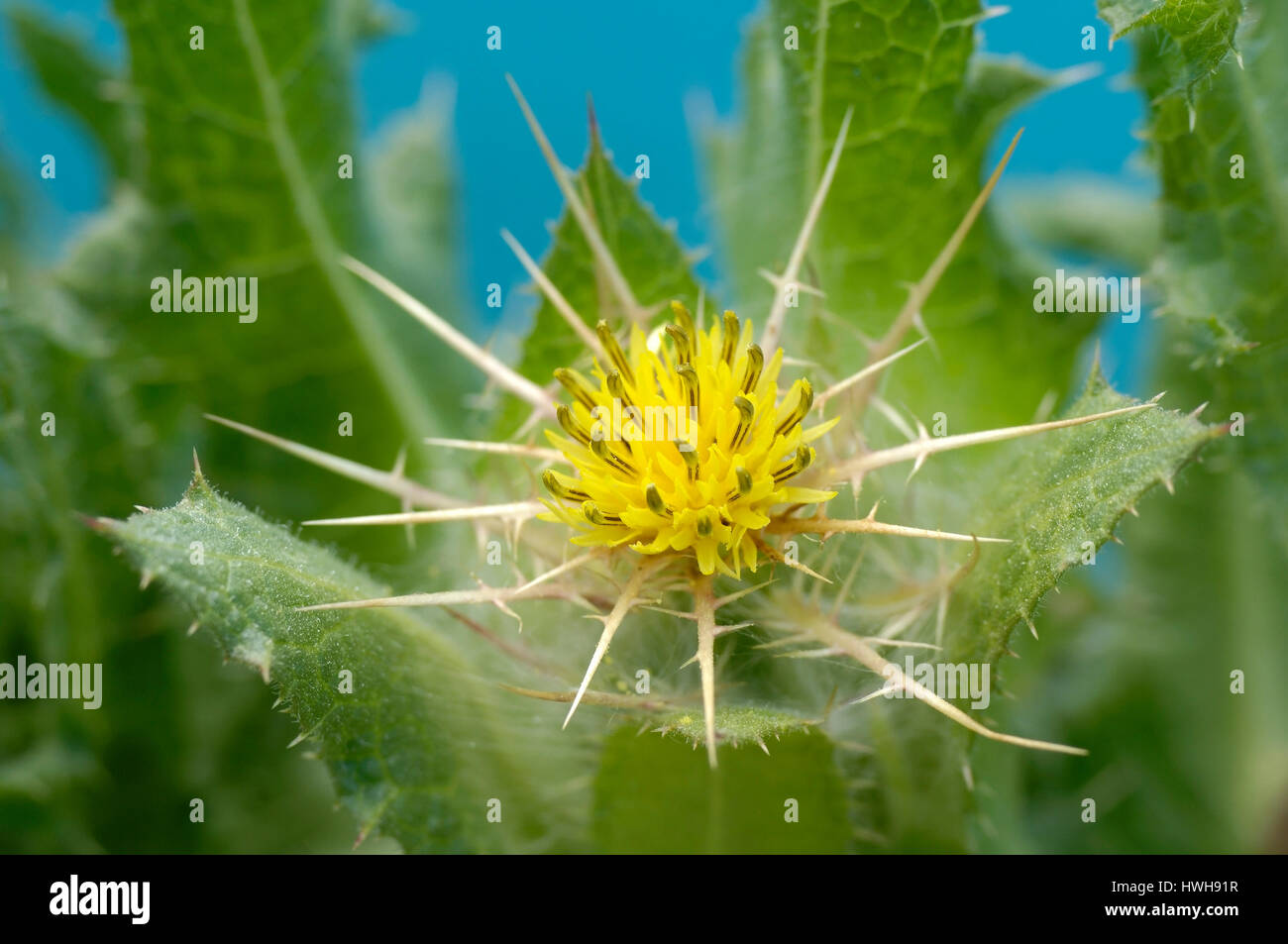 Blessed Thistle, Holy Thistle, Saint Benedict thistle, spotted thistle ...