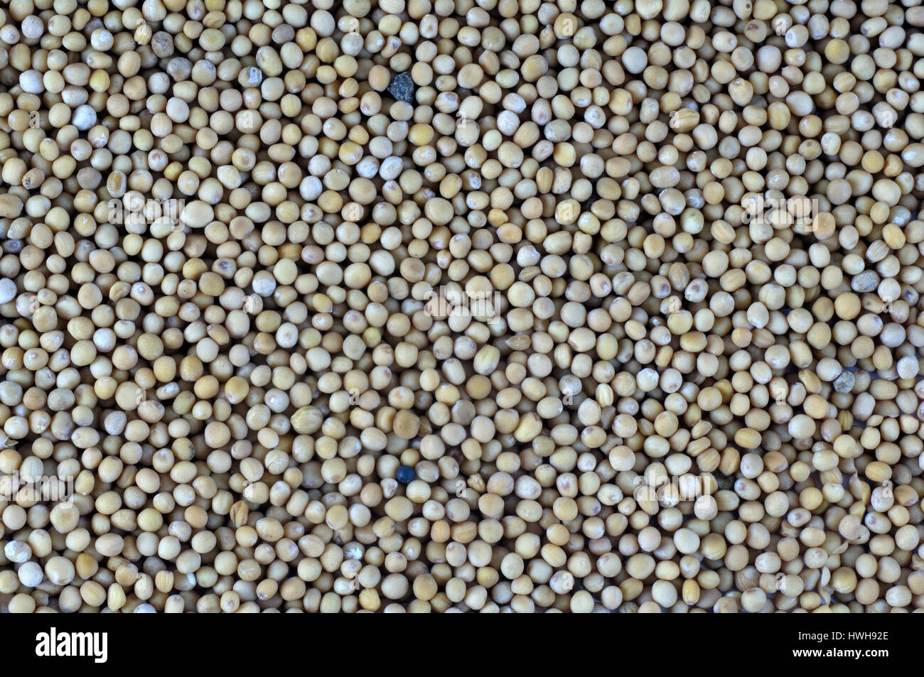 Mustard of Seat, Sinapis alba, white mustard seed, Sinapis alba ...