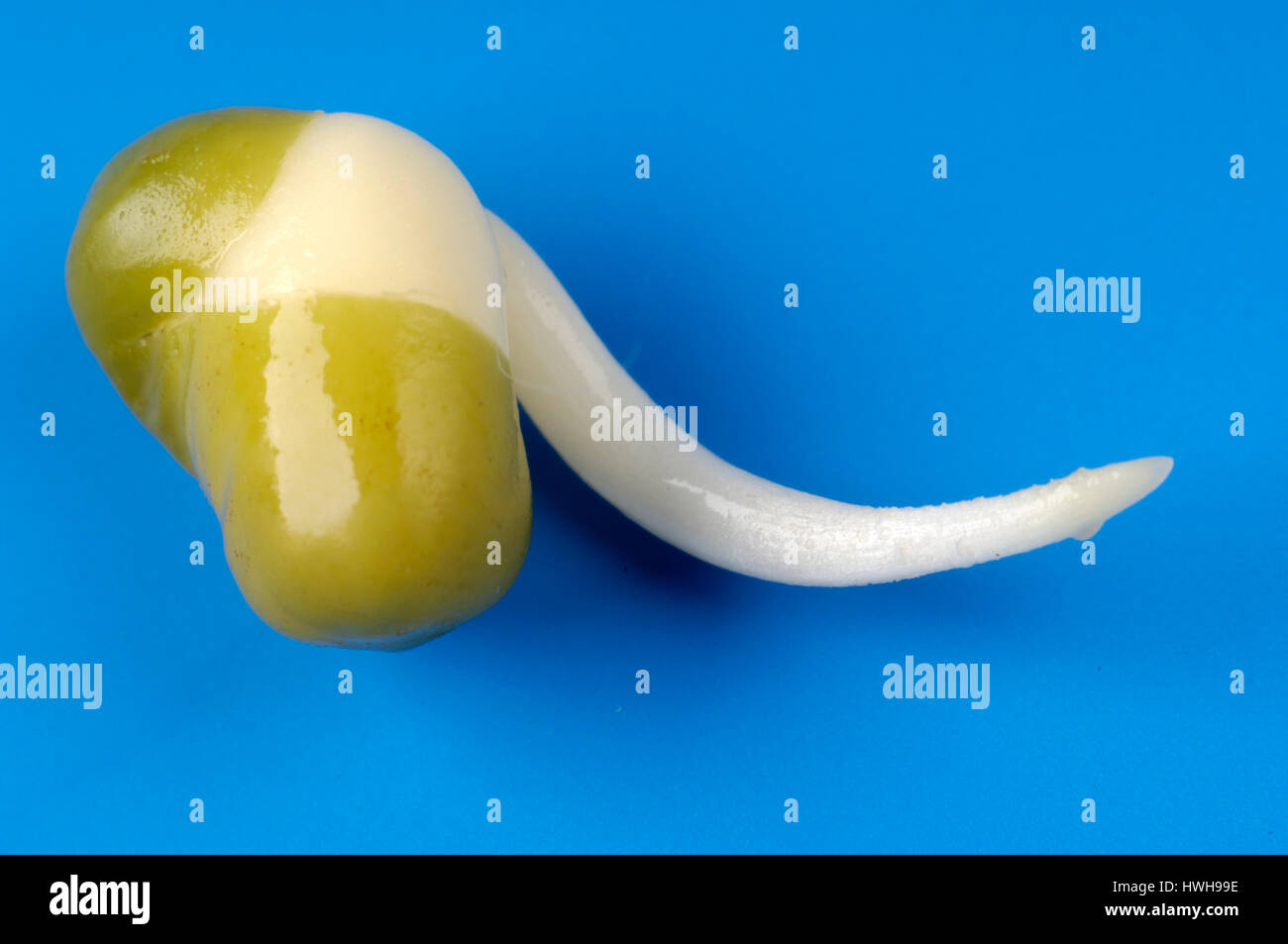 Vigna radiata hi-res stock photography and images - Alamy