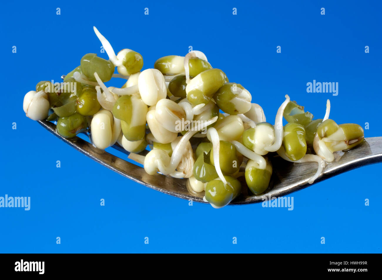 Mung bean sprouts, Vigna radiata, Vigna mongoose, Phaseolus mongoose ...