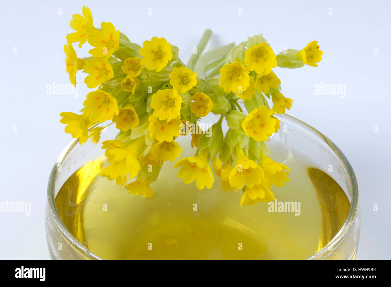 Primrose tee hi-res stock photography and images - Alamy