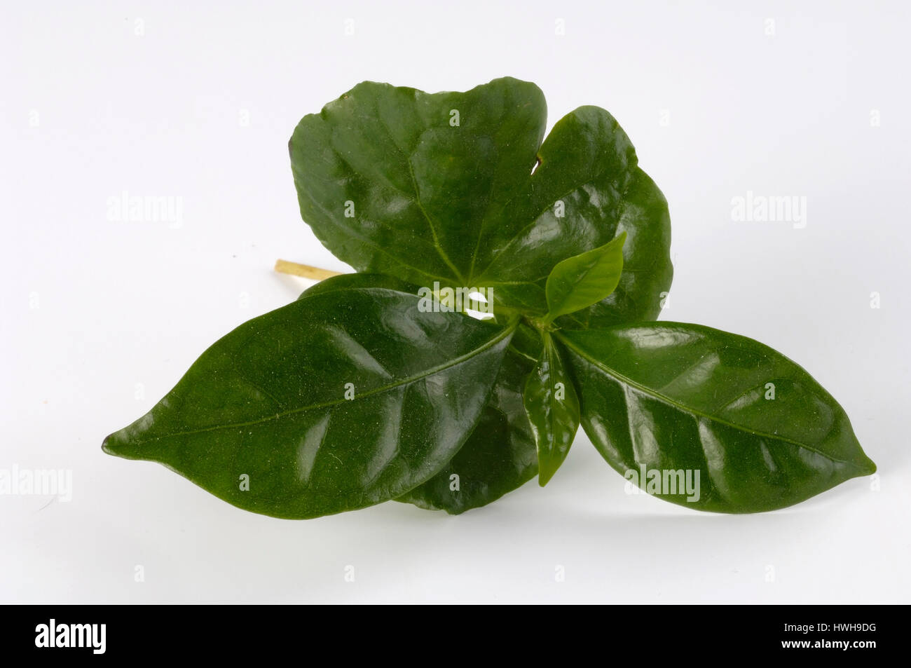 Coffee plant leaves hi-res stock photography and images - Alamy