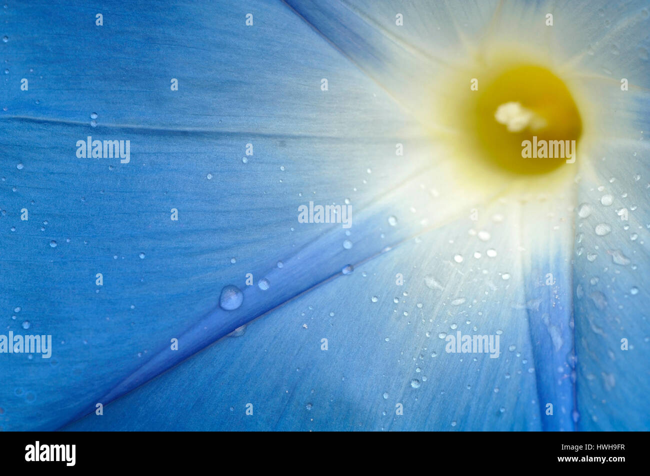 Ipomoea, Ipomoea tricolour sky-blue splendour hoist Flying of sow's ...