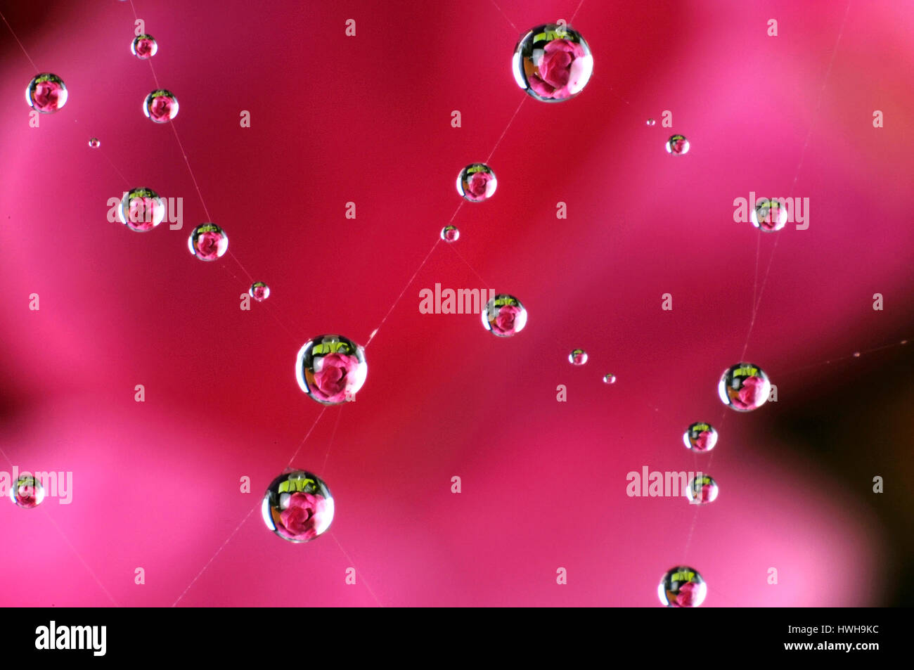 Dew drops in spider see weave dewdrop in spider net outside, outdoor ...