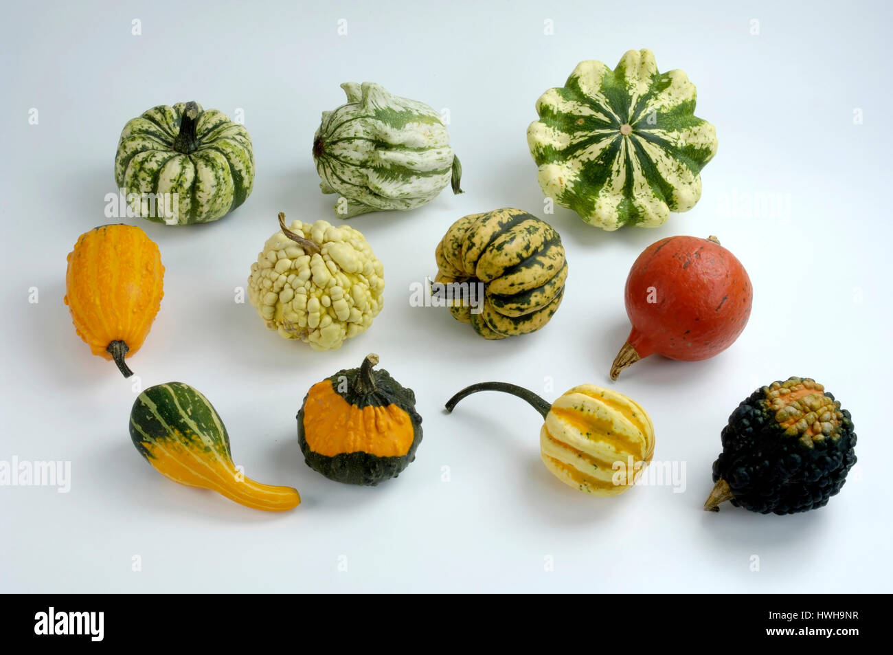 Pumpkins, Cucurbita pepo ornamental pumpkins ornamental pumpkin, garden ...
