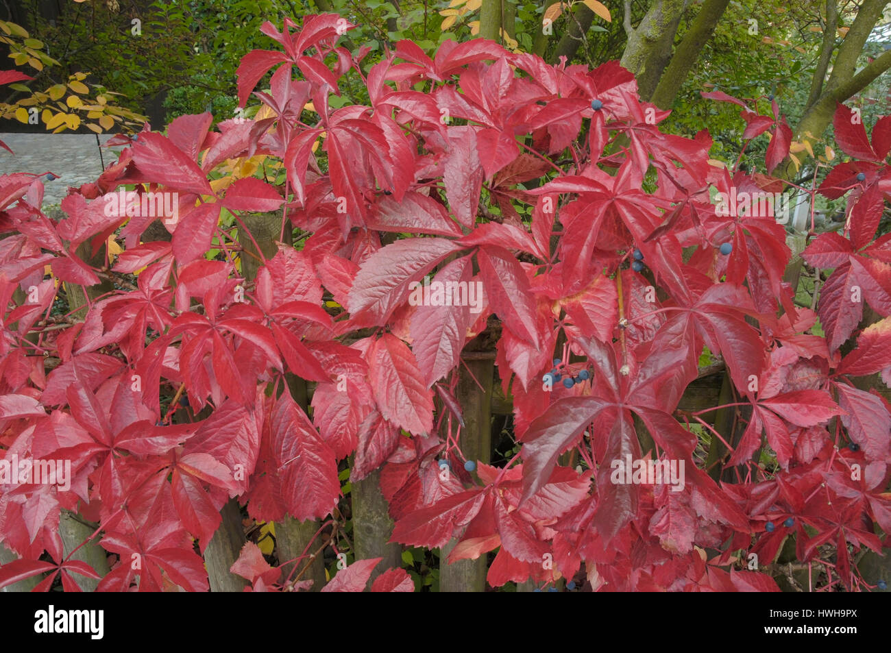 Boston Ivy in autumn, Parthenocissus tricuspidata Virginia creeper in ...
