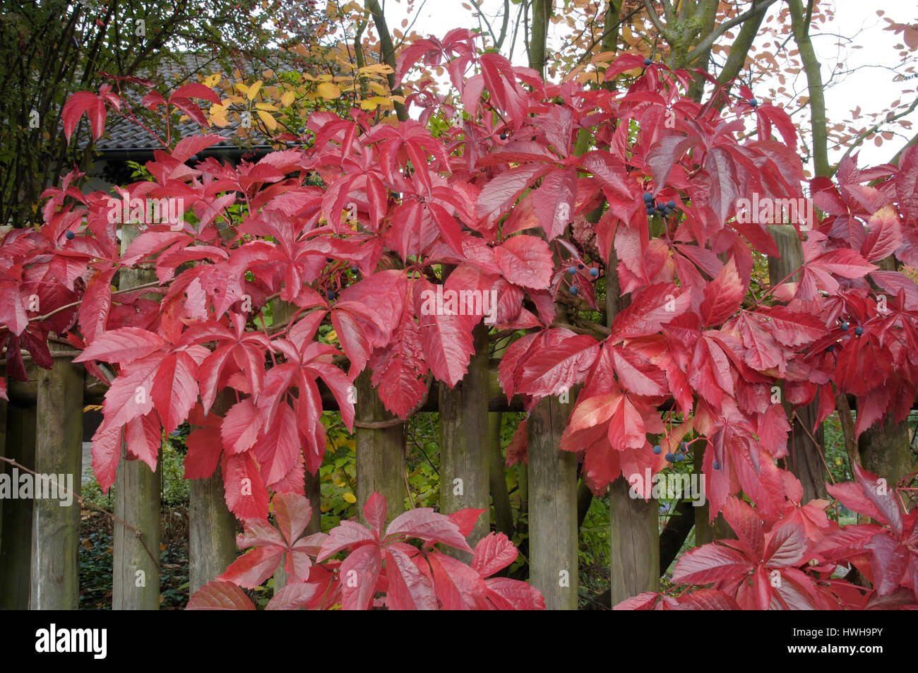 Boston Ivy in autumn, Parthenocissus tricuspidata Virginia creeper in ...
