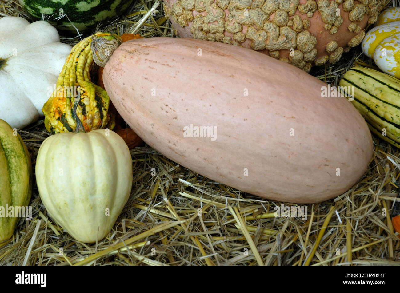 Pumpkins pink Banana, Cucurbita pepo squashes pink Banana, ornamental ...
