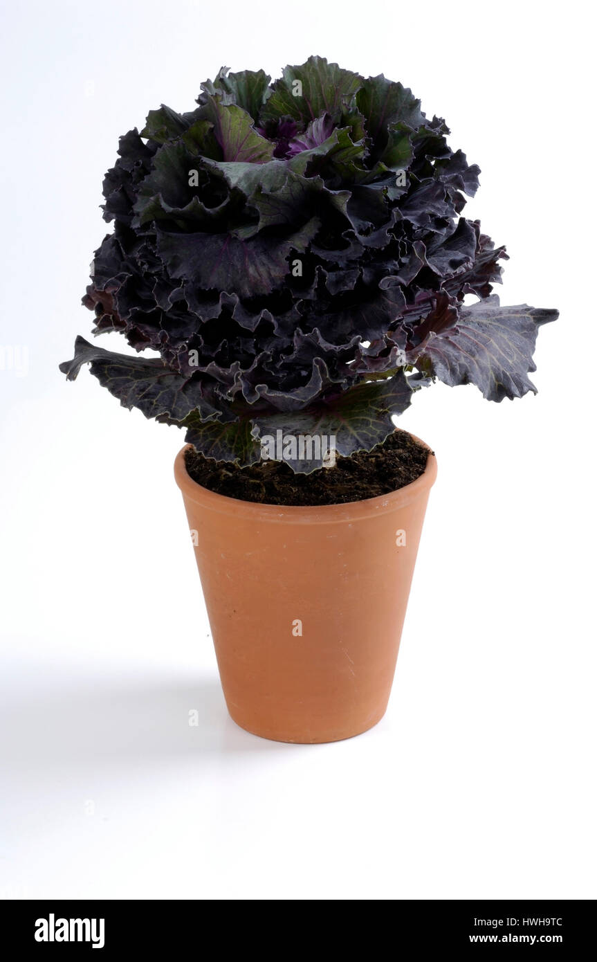 Ornamental Cabbage, Brassica aleracea var. cruciferae ornamental ...