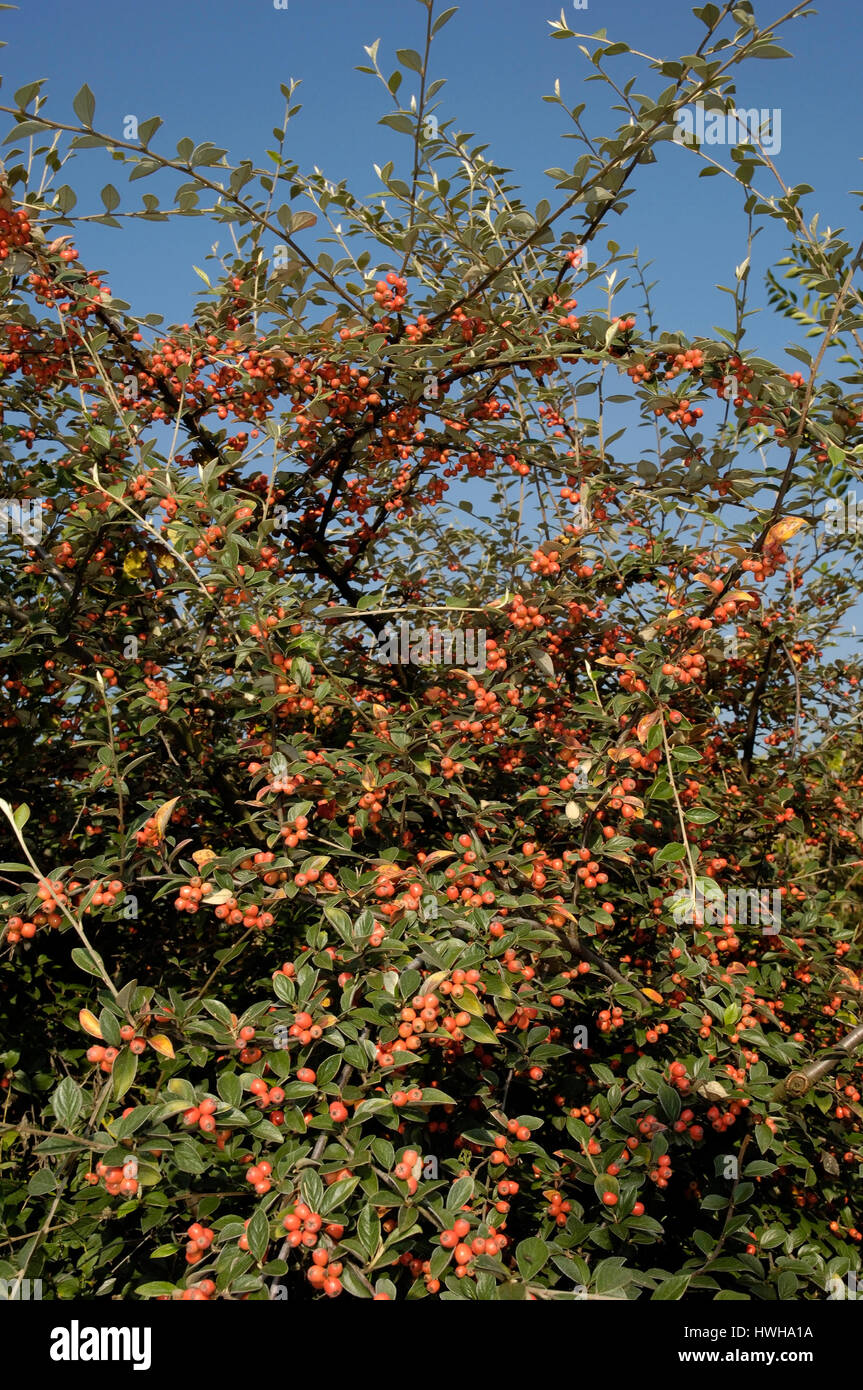 Franchet see cotoneaster, berries, Cotoneaster franchetii Franchets ...