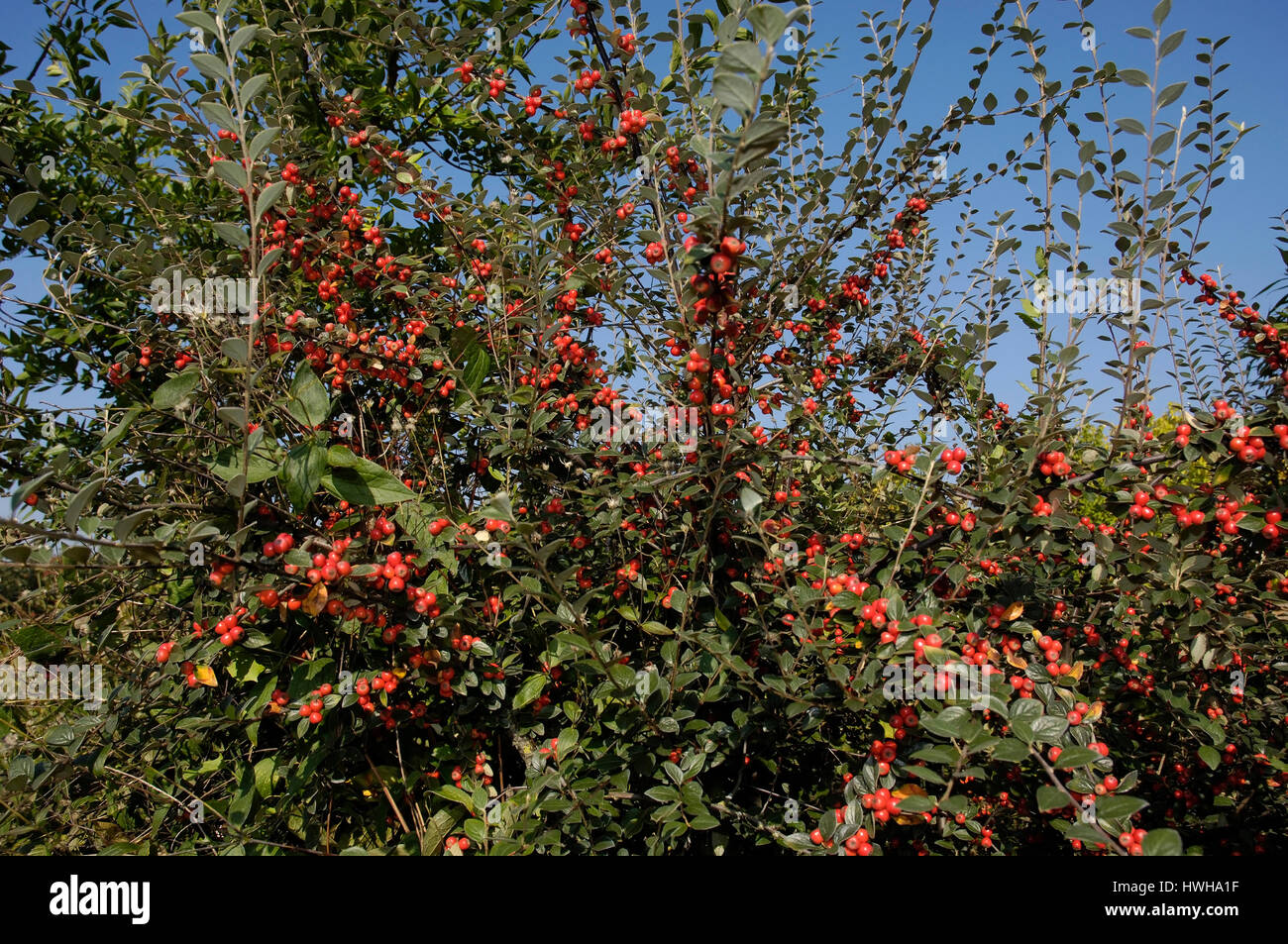 Franchet see cotoneaster, berries, Cotoneaster dielsianus grey shrub ...