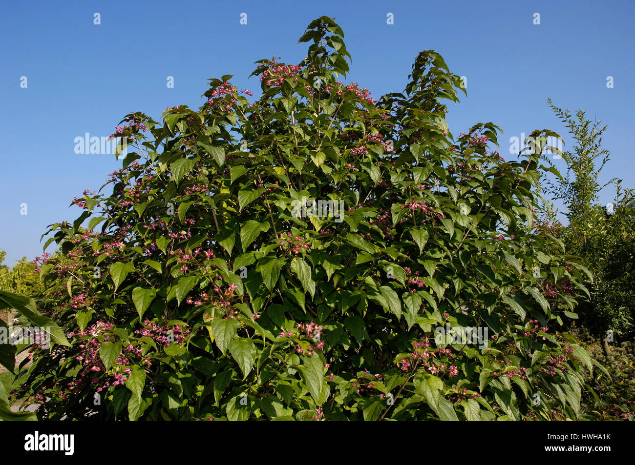 Franchet see cotoneaster, berries, Cotoneaster dielsianus grey shrub ...