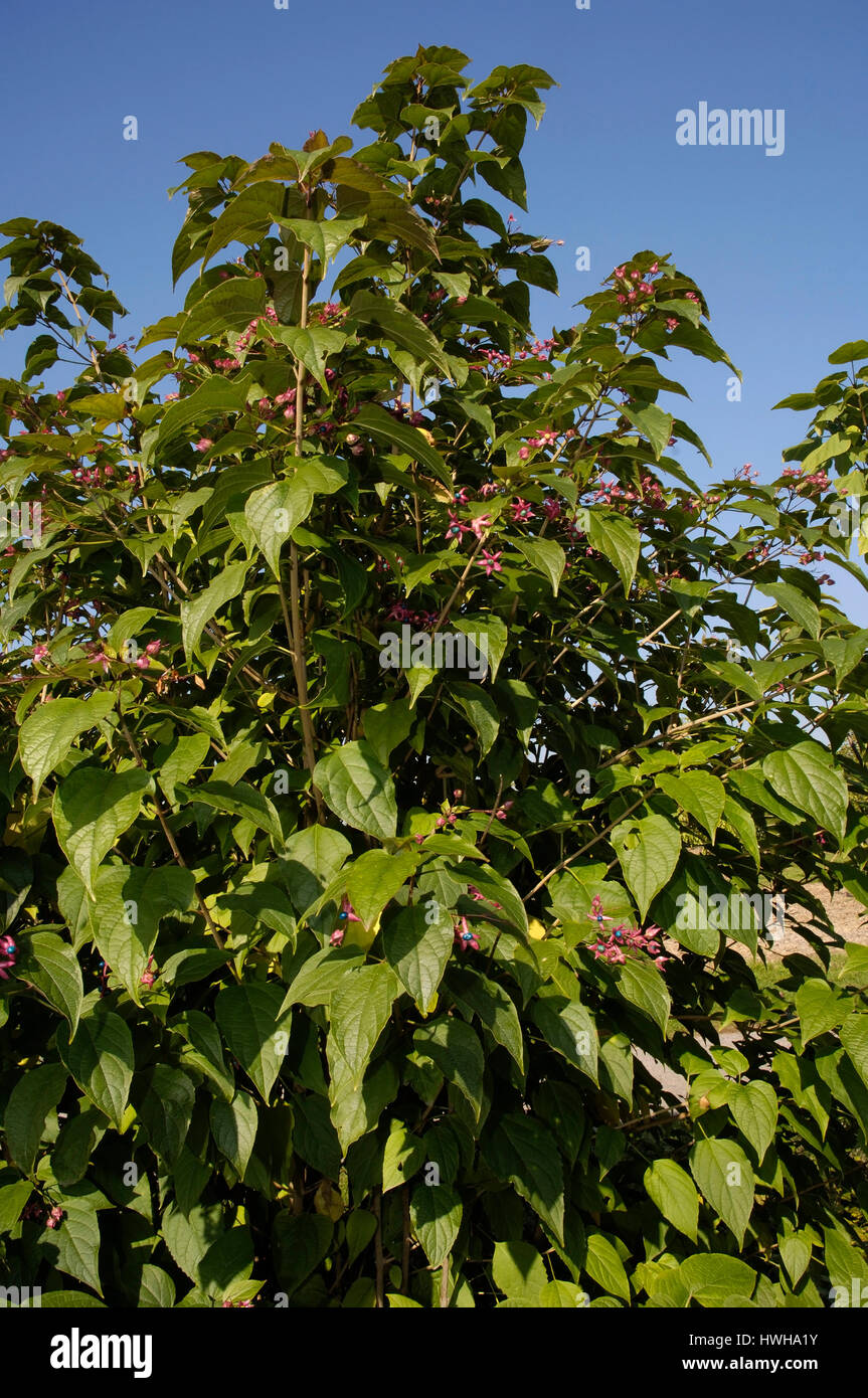 Glory Tree, Clerodendrum trichotomum var. fargesii Japanese loose tree ...