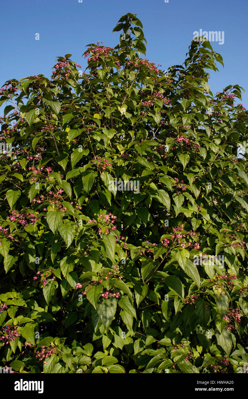 Glory Tree, Clerodendrum trichotomum var. fargesii Japanese loose tree ...