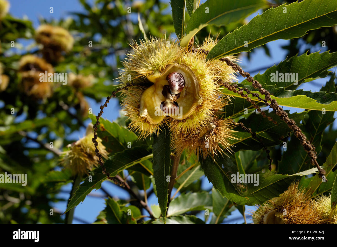 Sweet Chestnut fruits, Castanea sativa eating chestnut fruits, sweet ...