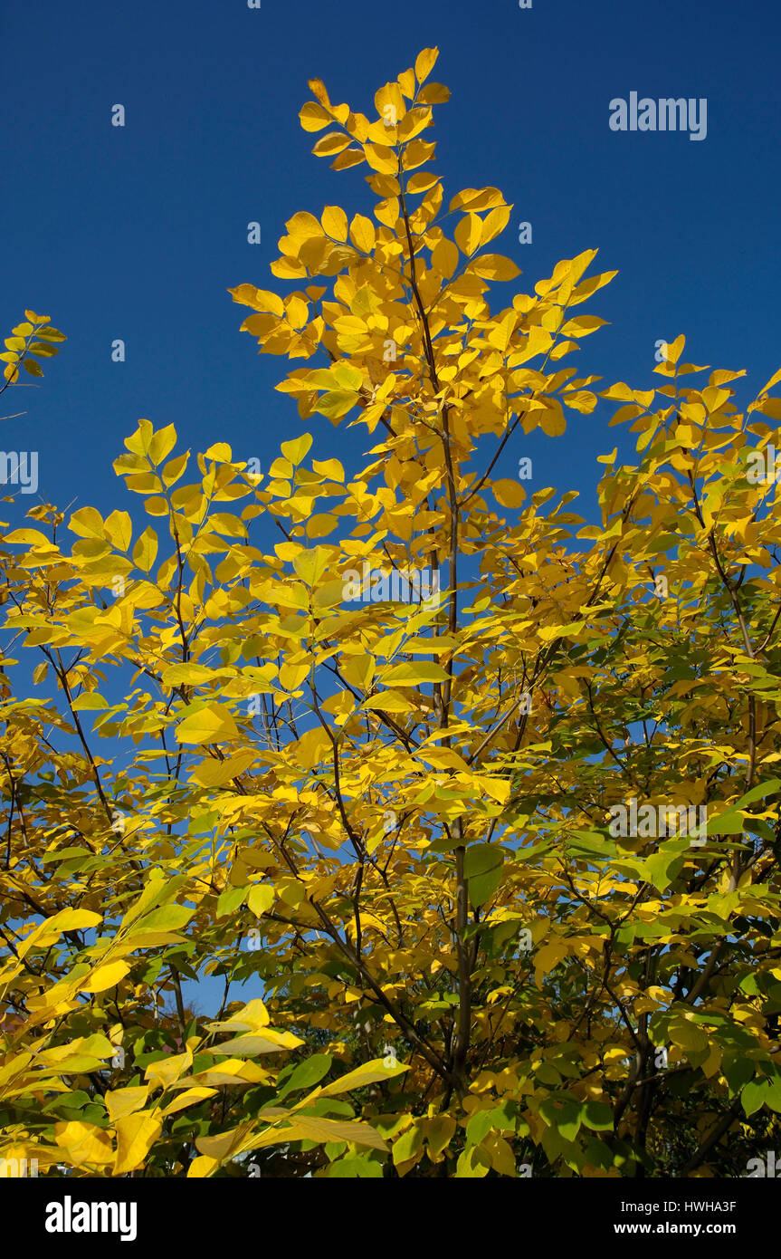 (Cladastris kentukea yellow wood legumes, Leguminosae, (Cladastris ...