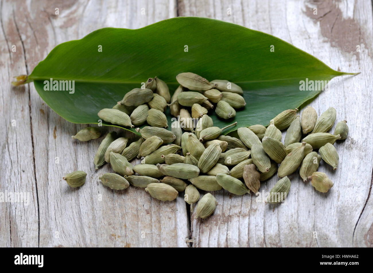 Cardamom elettaria cardamomum hi-res stock photography and images - Alamy