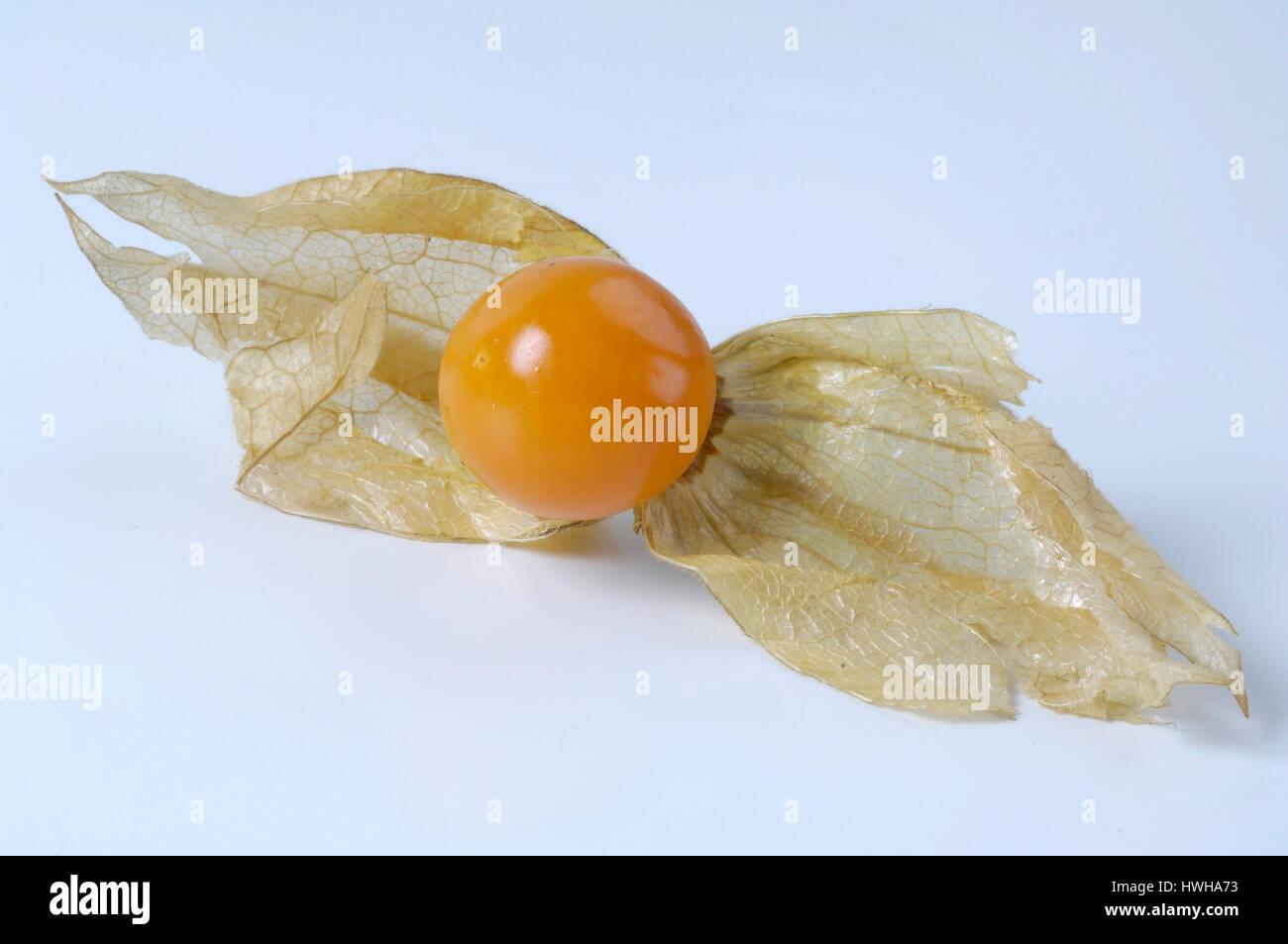 Cape Gooseberry, Physalis peruviana cape gooseberry Peruvian cape ...