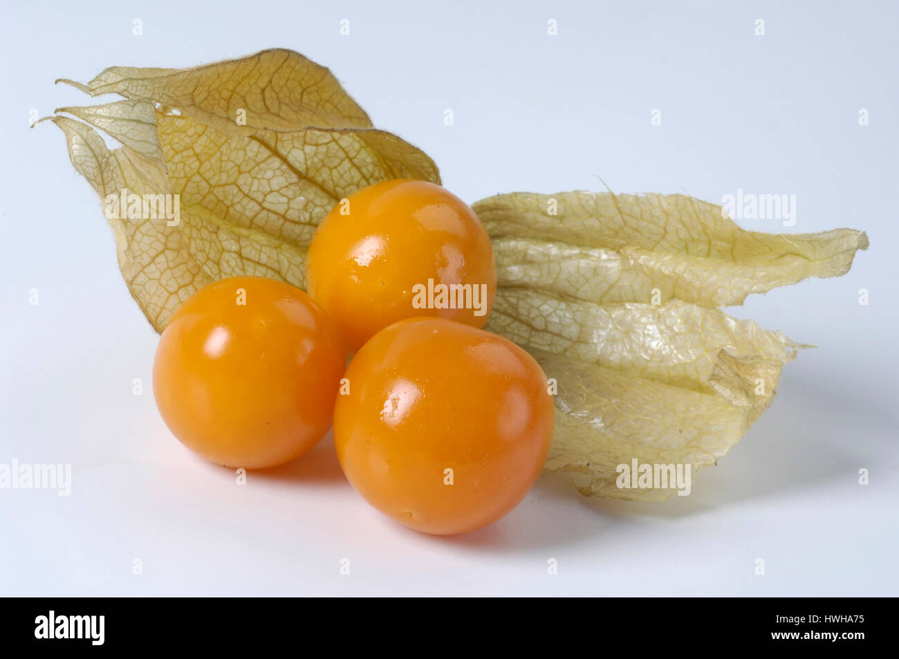 Cape Gooseberry, Physalis peruviana cape gooseberry Peruvian cape ...