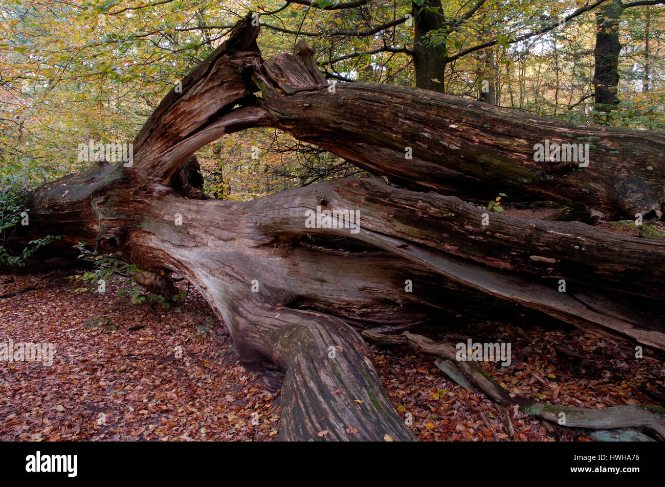 Dead tree in the Primeval Forest castle Saba, Hessian, Germany, Fagus ...