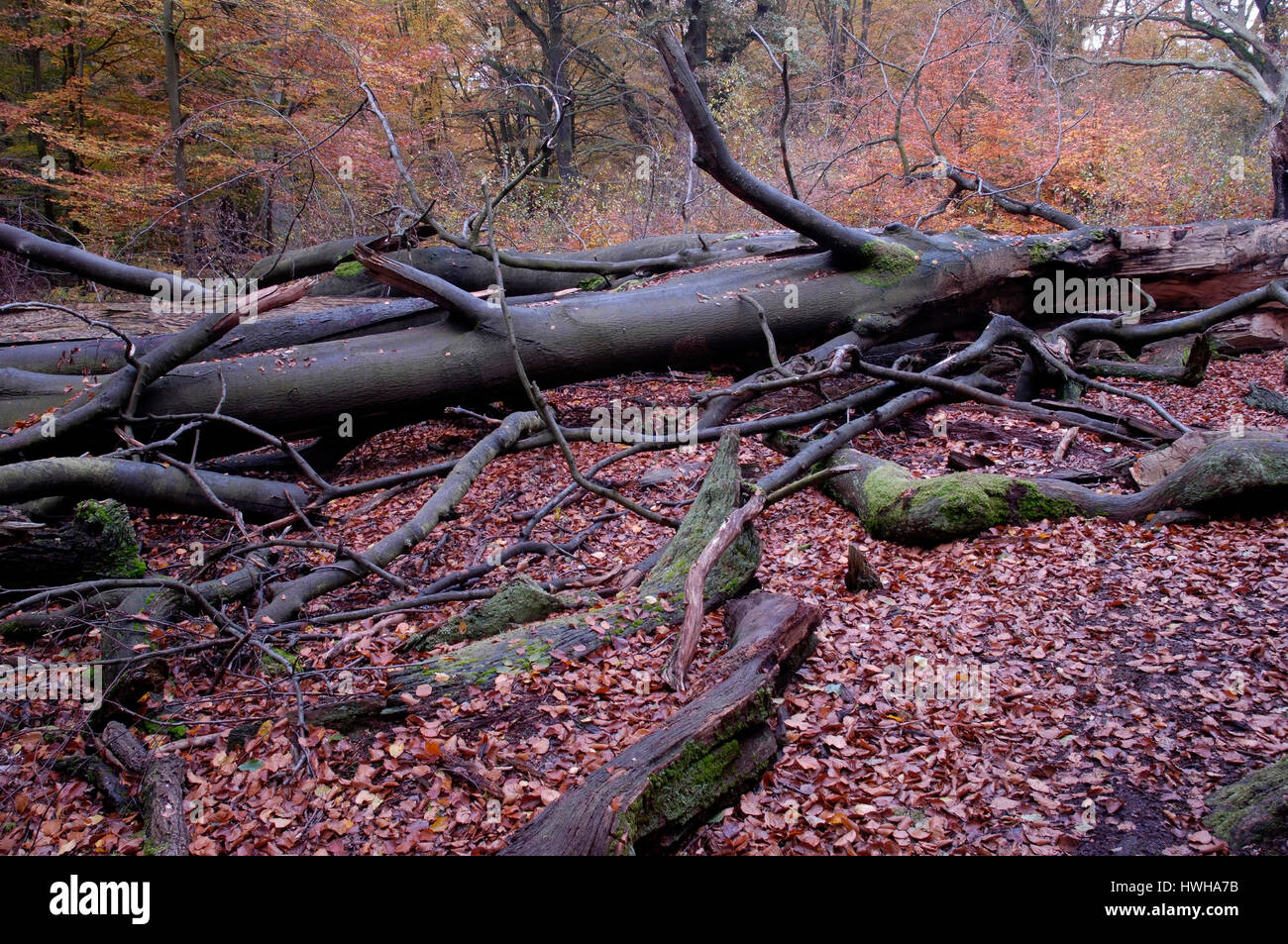 Dead tree in the Primeval Forest castle Saba, Hessian, Germany, Fagus ...