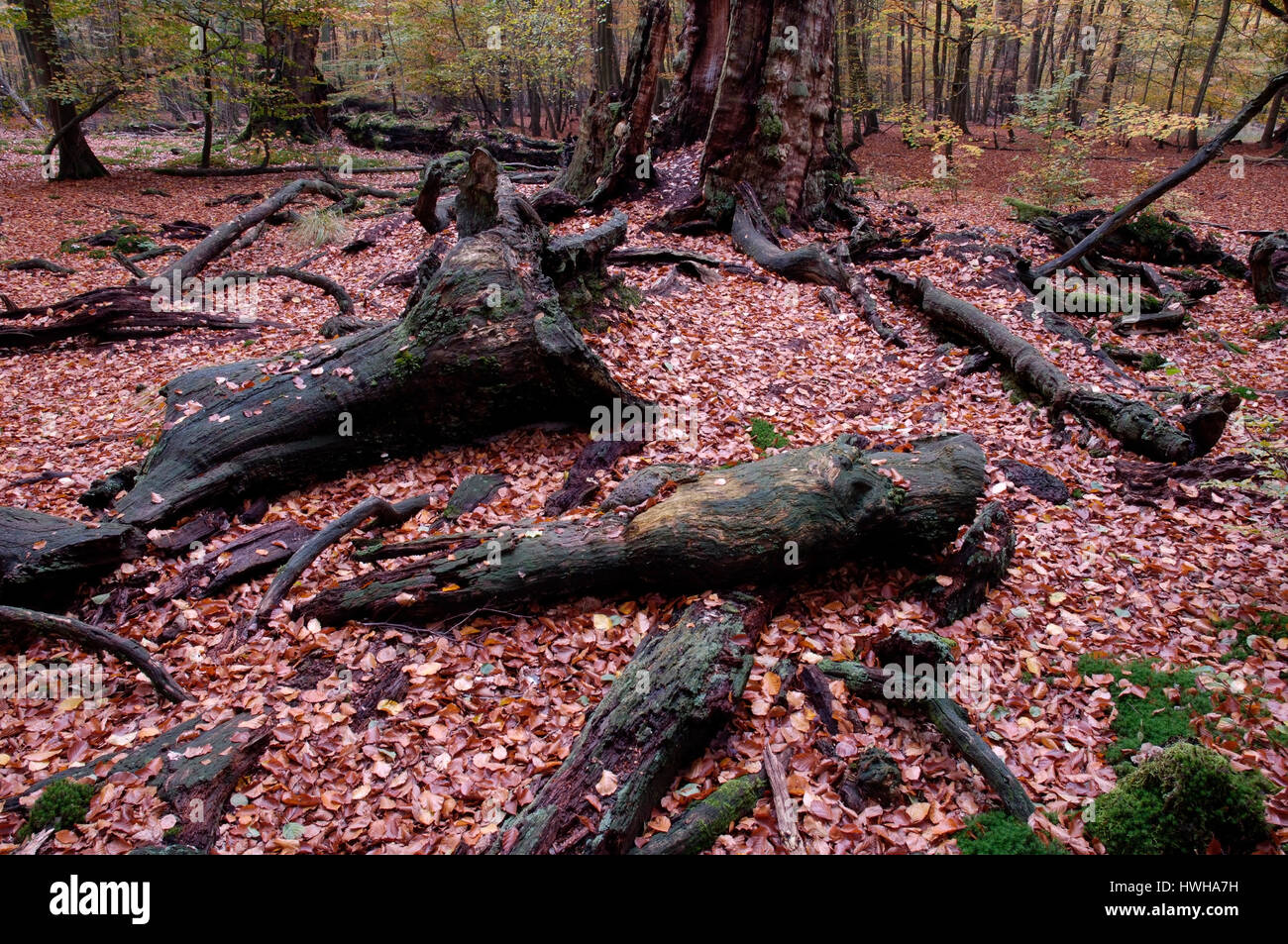 Dead tree in the Primeval Forest castle Saba, Hessian, Germany, Fagus ...