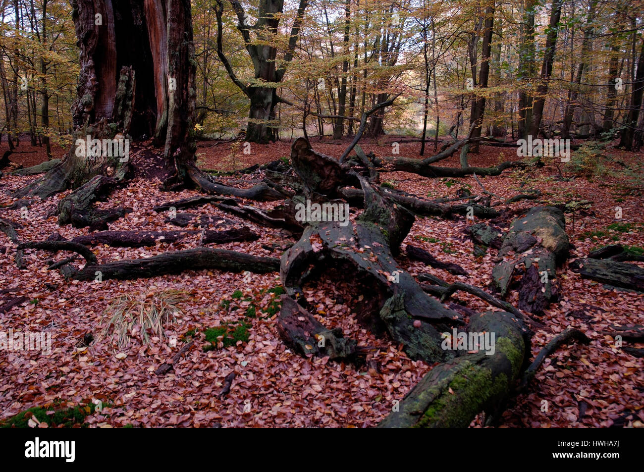Dead tree in the Primeval Forest castle Saba, Hessian, Germany, Fagus ...