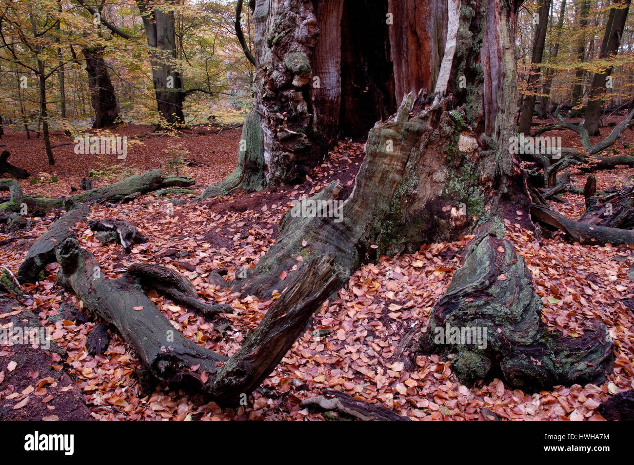 Dead tree in the Primeval Forest castle Saba, Hessian, Germany, Fagus ...