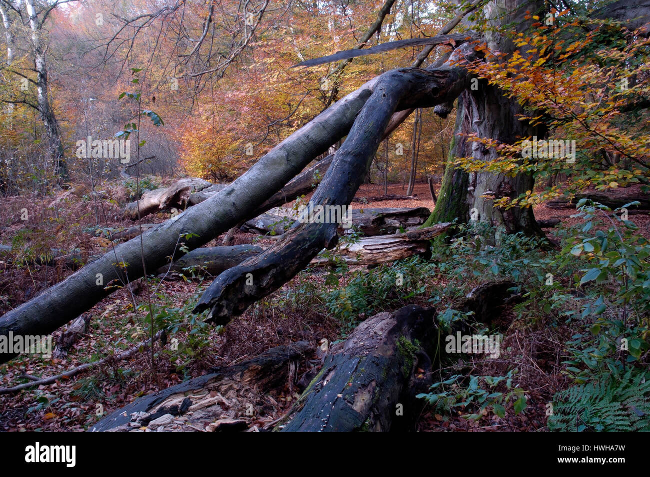 Dead tree in the Primeval Forest castle Saba, Hessian, Germany, Fagus ...