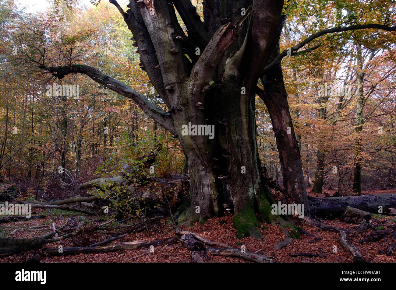 Dead tree in the Primeval Forest castle Saba, Hessian, Germany, Fagus ...