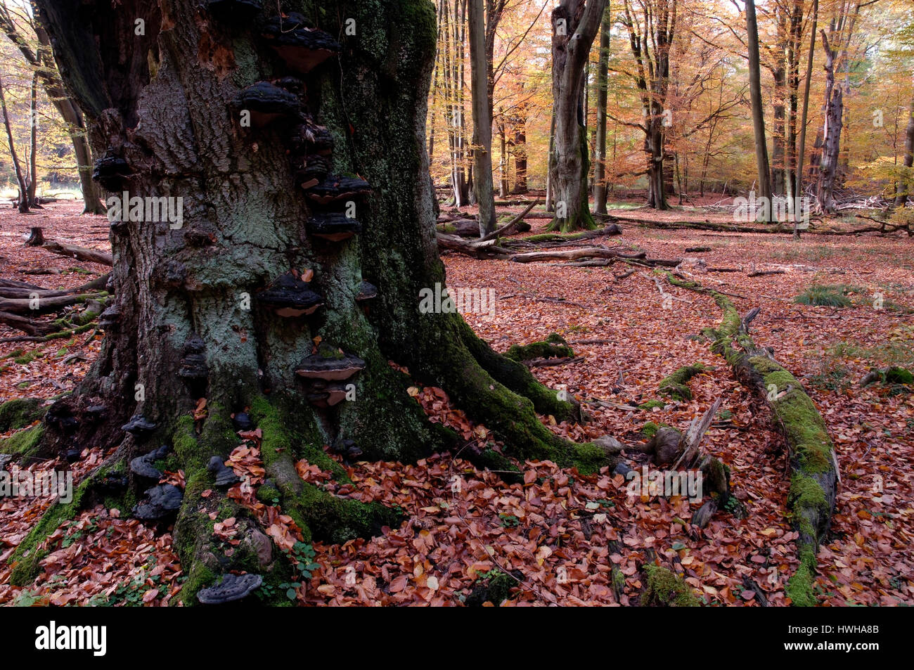 Dead tree in the Primeval Forest castle Saba, Hessian, Germany, Fagus ...