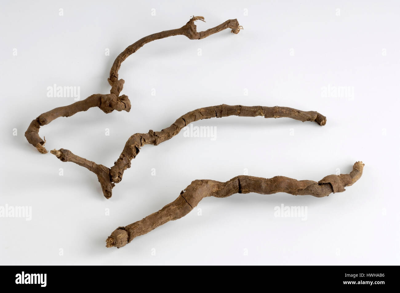 Hemidesmus roots, Hemidesmus indicus, Periploca indica Anantamula ...